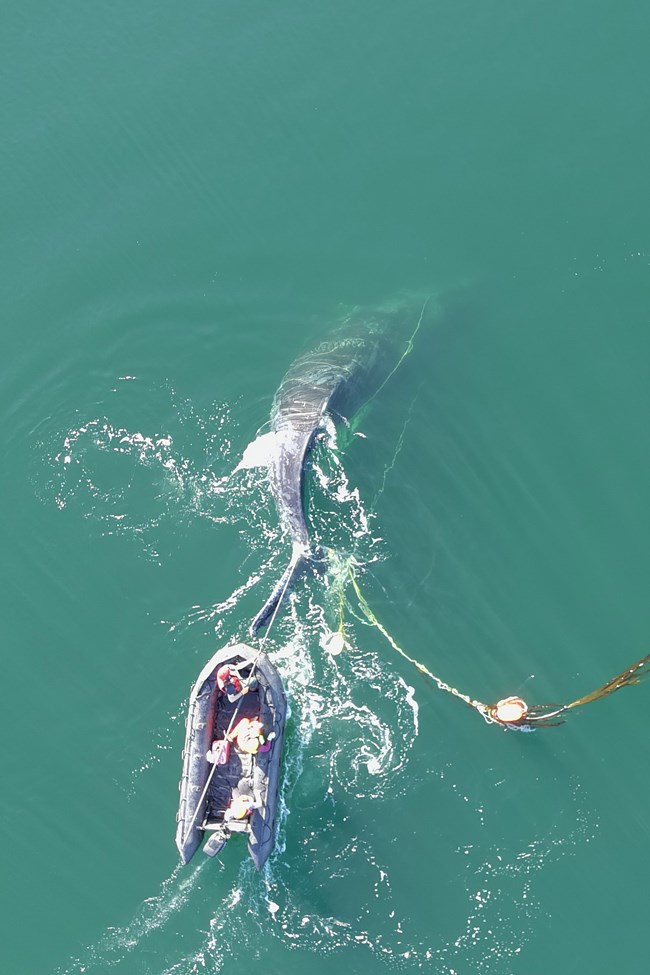 Humpback Whale Freed from Entanglement Near Glacier Bay (U.S. National ...