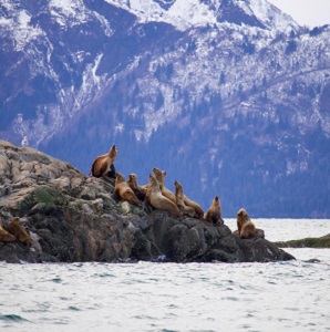 Animals of Glacier Bay National Park Handout - Glacier Bay National ...