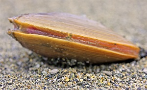 Mussels & Clams - Glacier Bay National Park & Preserve (U.S. National ...