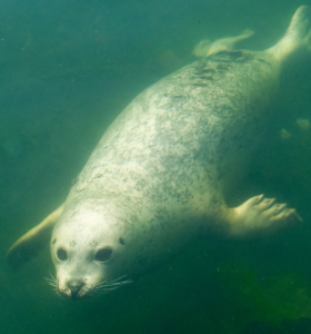 Harbor Seal Swimming Underwater