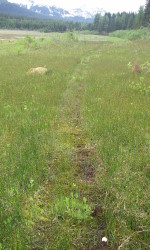 Bear Sign - Glacier Bay National Park & Preserve (U.S. National Park ...