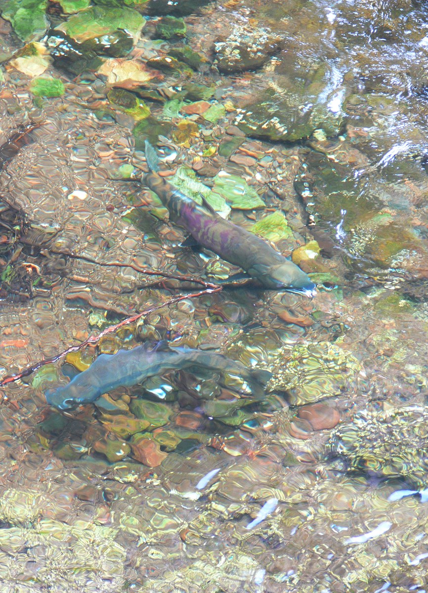 Berg Bay Purchase - Glacier Bay National Park & Preserve (U.S. National ...
