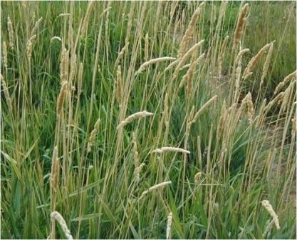 Reed Canary Grass Invasive