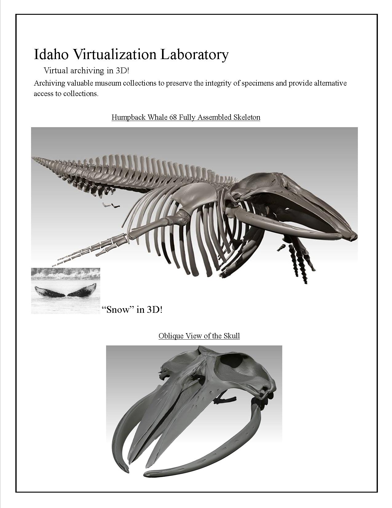 Humpback Whale Skeleton