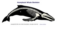 Whale Skeleton Shelter Environmental Assessment Available For Public Whale Skeleton Shelter Environmental Assessment Available For Public