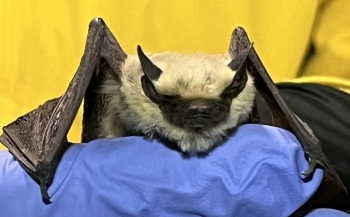 Bats - Glen Canyon National Recreation Area (U.S. National Park Service)