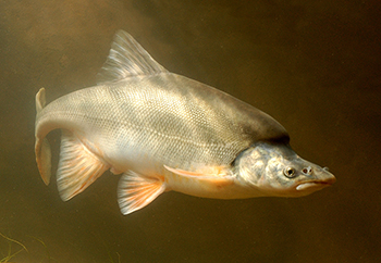 Endangered Fish - Glen Canyon National Recreation Area (U.S. National ...