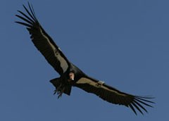 Condors - Glen Canyon National Recreation Area (U.S. National Park Service)