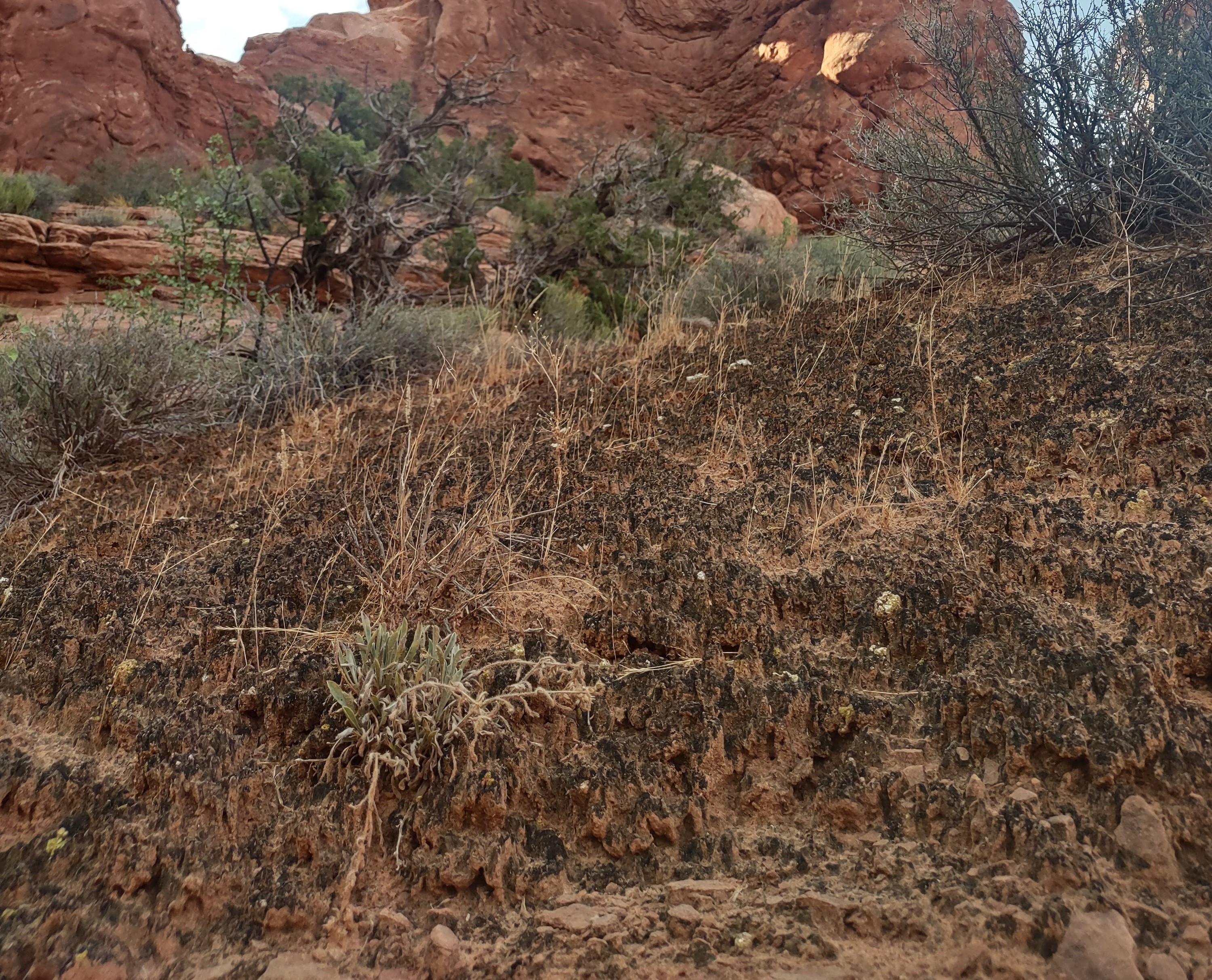 Cryptobiotic Soil Crusts - Glen Canyon National Recreation Area (U.S ...