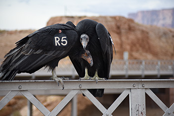 Condors - Glen Canyon National Recreation Area (U.S. National Park Service)