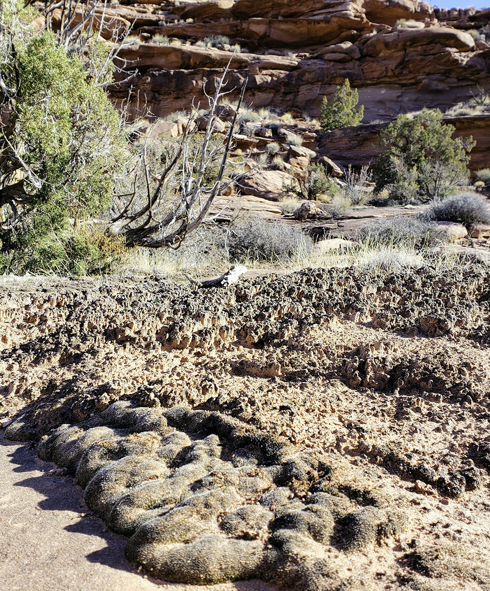 Cryptobiotic Soil Crusts - Glen Canyon National Recreation Area (U.S ...