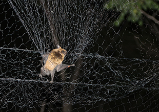 Bats - Glen Canyon National Recreation Area (U.S. National Park Service)