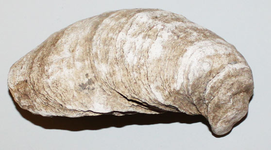 Prehistoric Artifacts - Golden Gate National Recreation Area (U.S ...