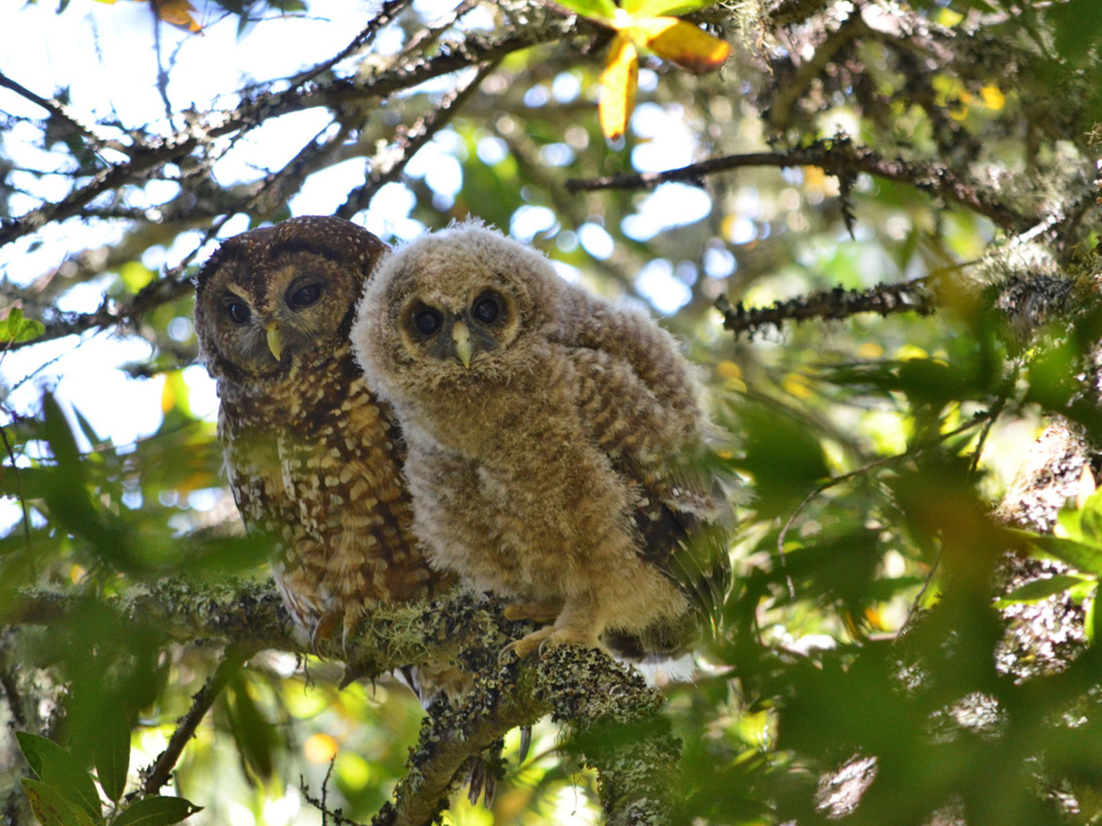 Endangered Birds - Golden Gate National Recreation Area (U.S. National ...