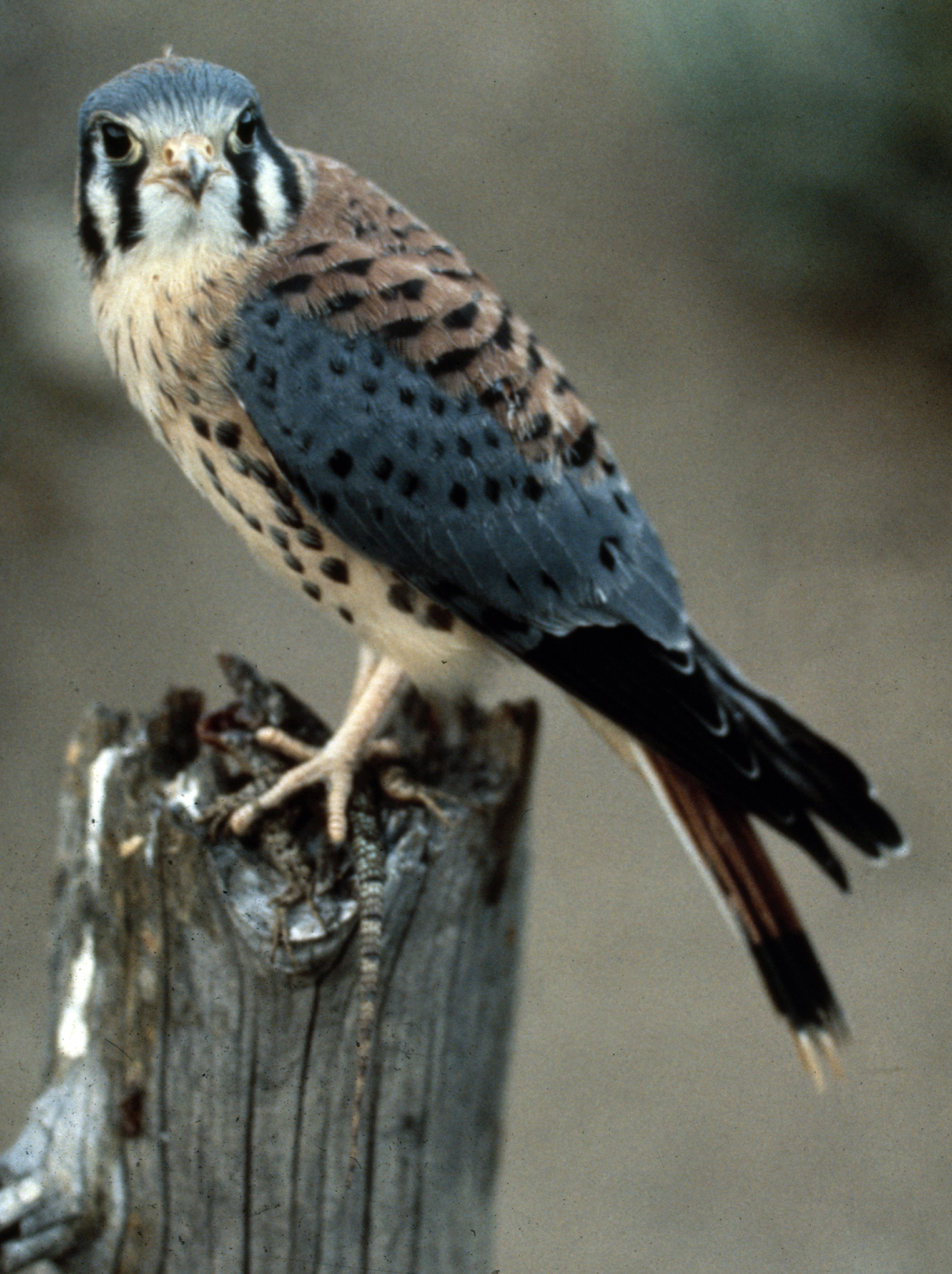 Birds - Golden Spike National Historical Park (U.S. National Park Service)