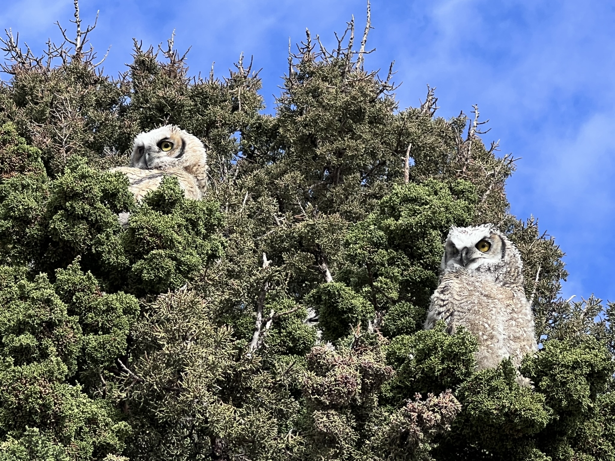 Birds - Golden Spike National Historical Park (U.S. National Park Service)