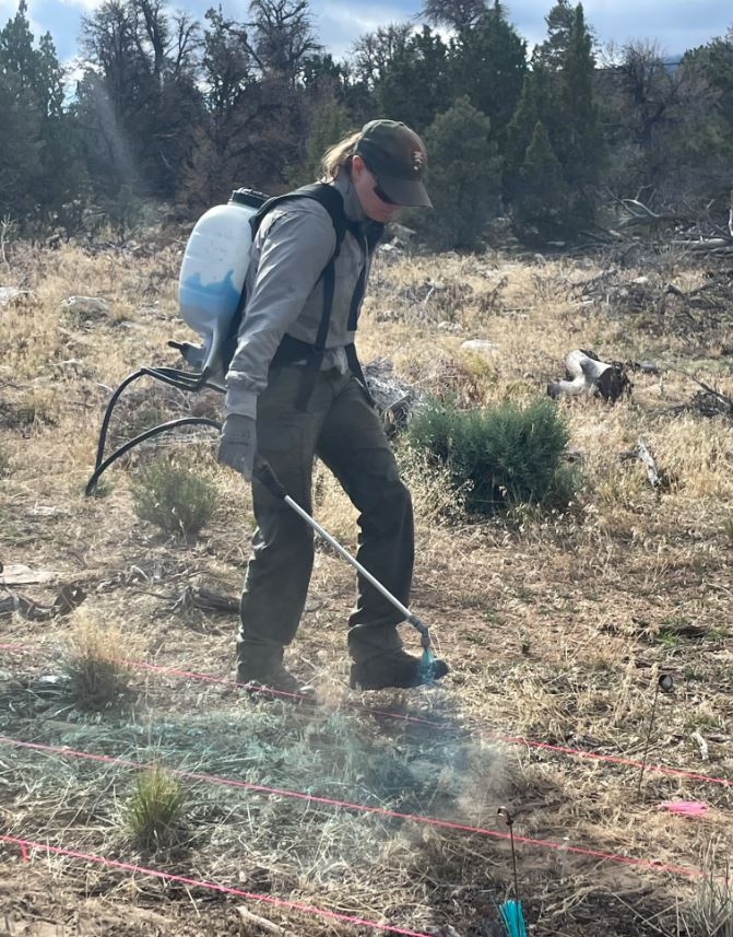 Restoring the Sagebrush Sea, One Carbon-coated Seed at a Time (U.S ...