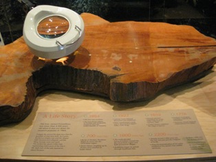 The Prometheus Story - Great Basin National Park (U.S. National Park ...