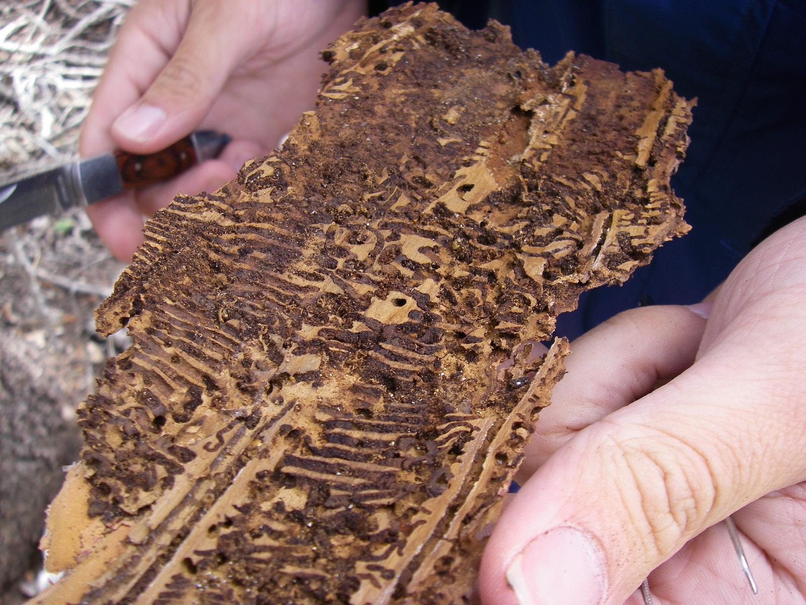 Great Basin BioBlitz - Great Basin National Park (U.S. National Park ...