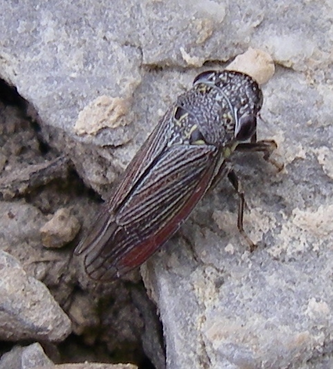 Great Basin BioBlitz - Great Basin National Park (U.S. National Park ...