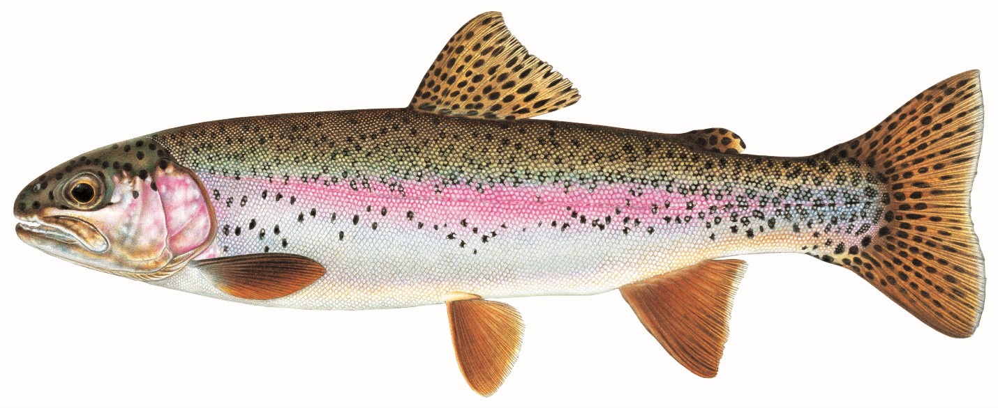 Rainbow Trout Live Trout Farmed — Trident Buy Fresh Fish Online