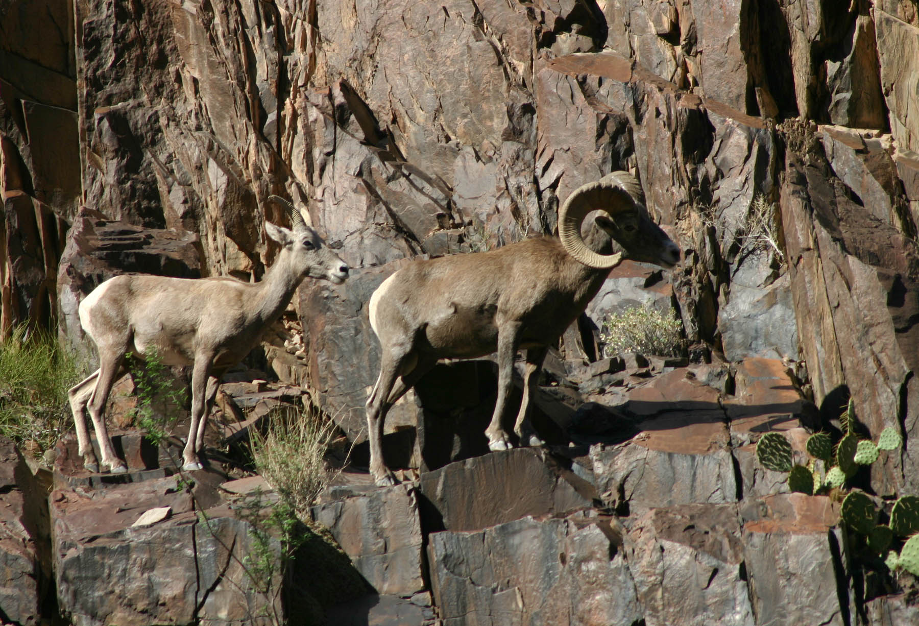 Species Description - California Bighorn Sheep