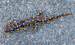 Salamanders - Grand Canyon National Park (U.S. National Park Service)