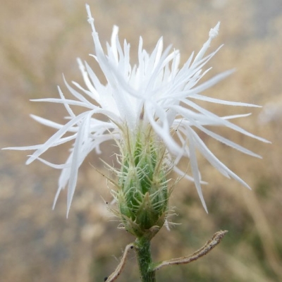 Invasive Plants - Grand Canyon National Park (U.S. National Park Service)