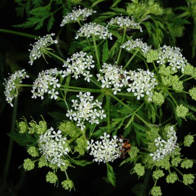 Invasive Plants - Grand Canyon National Park (U.S. National Park Service)