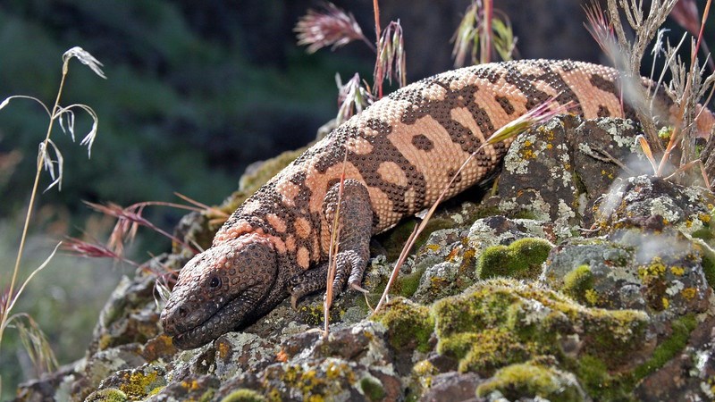 Gila Monster - Grand Canyon National Park (U.S. National Park Service)