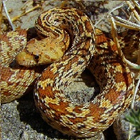Reptiles - Grand Canyon National Park (U.S. National Park Service)