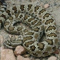 Rattlesnakes - Grand Canyon National Park (U.S. National Park Service)