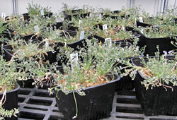 Sentry milk-vetch: endangered plant - Grand Canyon National Park (U.S ...