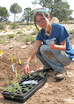 Sentry milk-vetch: endangered plant - Grand Canyon National Park (U.S ...