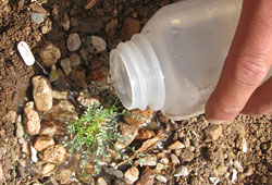 Sentry milk-vetch: endangered plant - Grand Canyon National Park (U.S ...