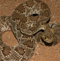 Rattlesnakes - Grand Canyon National Park (U.S. National Park Service)