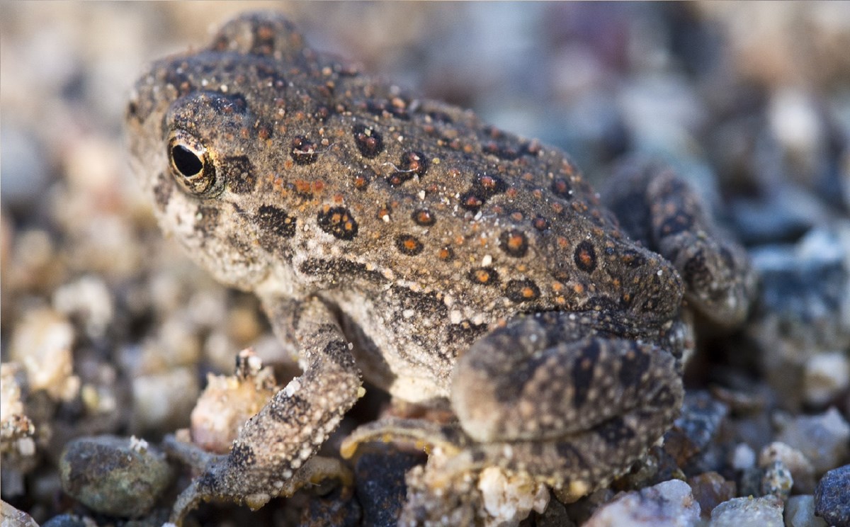 Red-Spotted Toad - Grand Canyon National Park (U.S. National Park Service)
