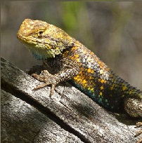 Reptiles - Grand Canyon National Park (U.S. National Park Service)