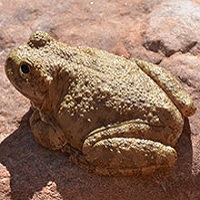 Amphibians - Grand Canyon National Park (U.S. National Park Service)