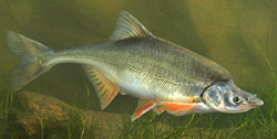 Humpback Chub Tributary Translocations - Grand Canyon National Park (U ...