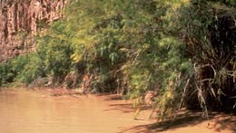 Exotic Tamarisk Management - Grand Canyon National Park (U.S. National ...