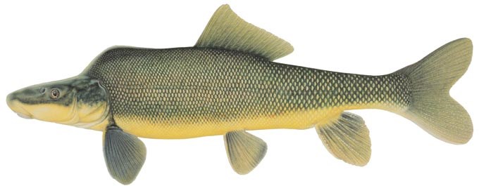 Razorback sucker (Xyrauchen texanus) - Grand Canyon National Park (U.S ...