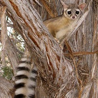 Ringtail - Grand Canyon National Park (U.S. National Park Service)