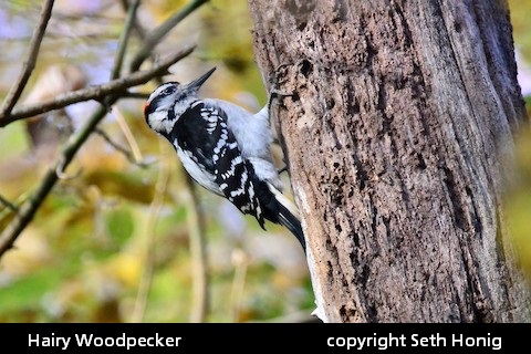 Birds - Great Falls Park (U.S. National Park Service)