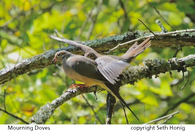 Birds - Great Falls Park (U.S. National Park Service)
