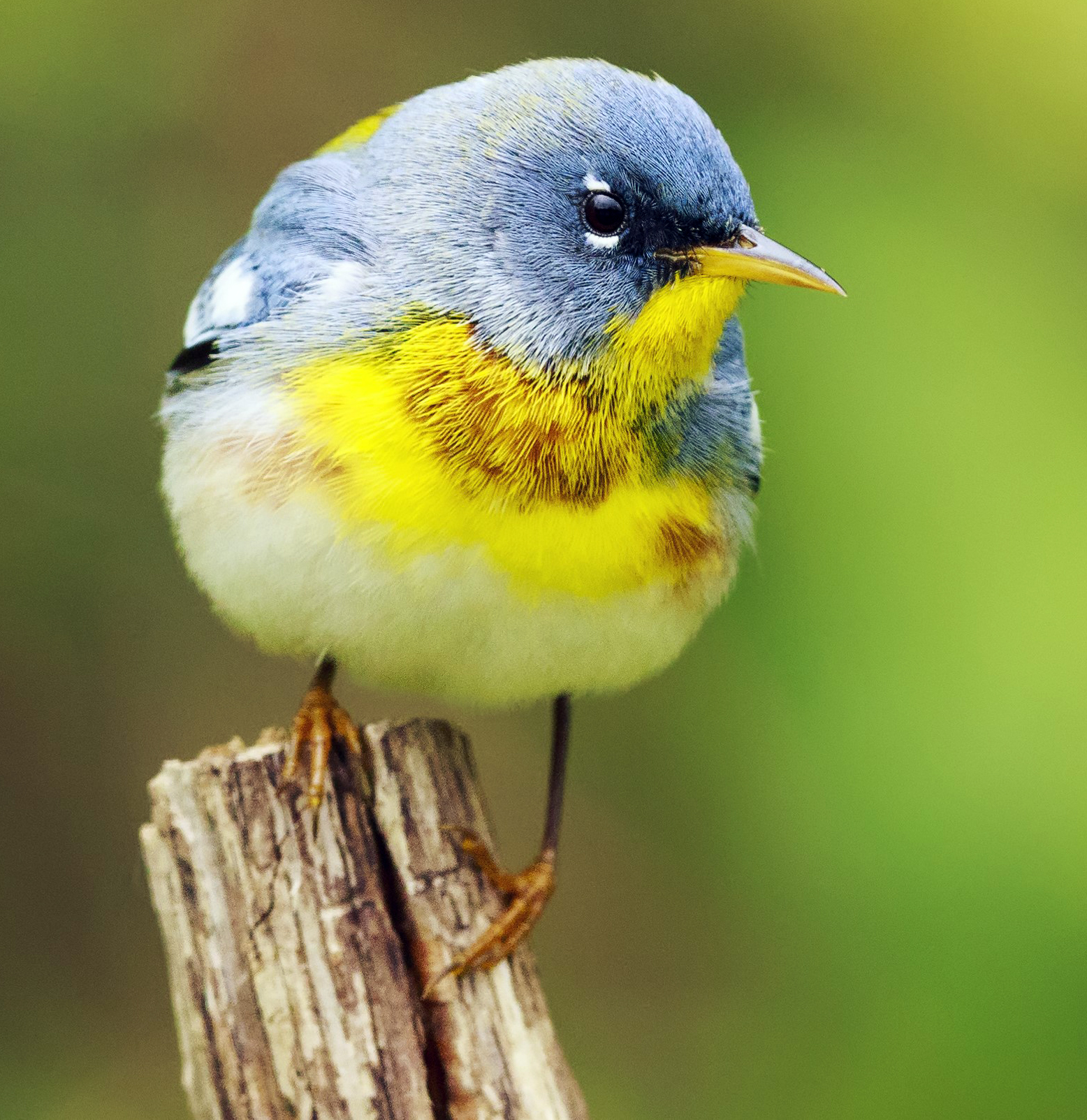 Birds - Grand Portage National Monument (U.S. National Park Service)