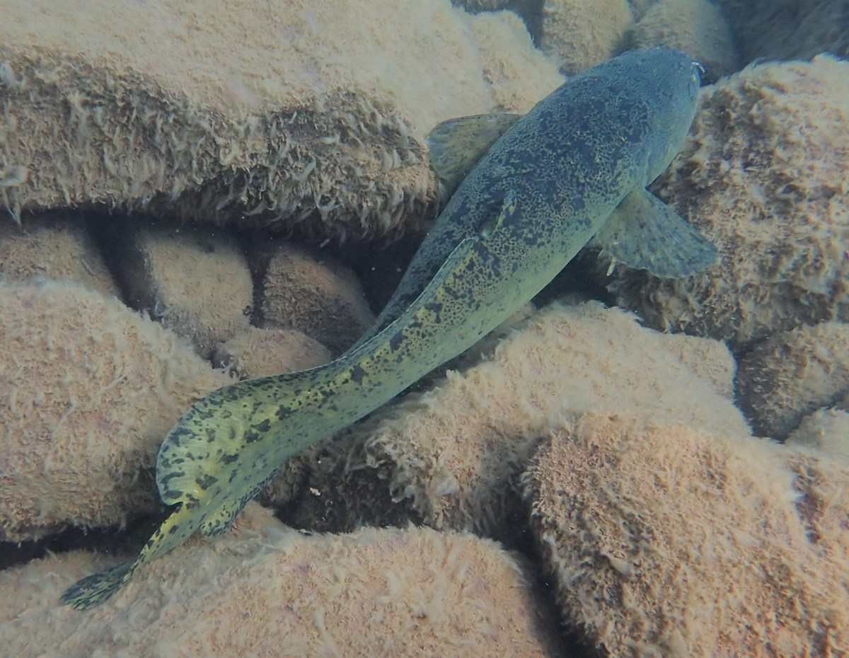 Fish - Grand Portage National Monument (U.S. National Park Service)