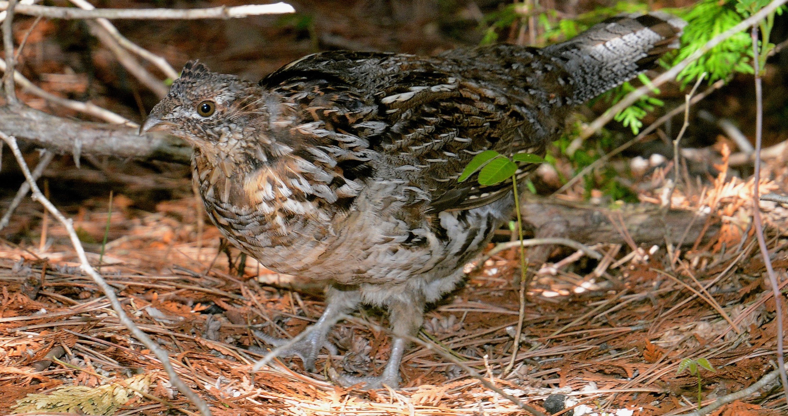Birds - Grand Portage National Monument (U.S. National Park Service)