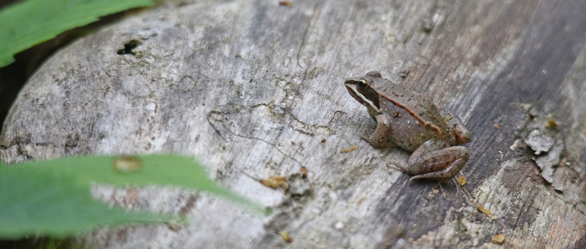 Amphibians & Reptiles - Grand Portage National Monument (U.S. National ...