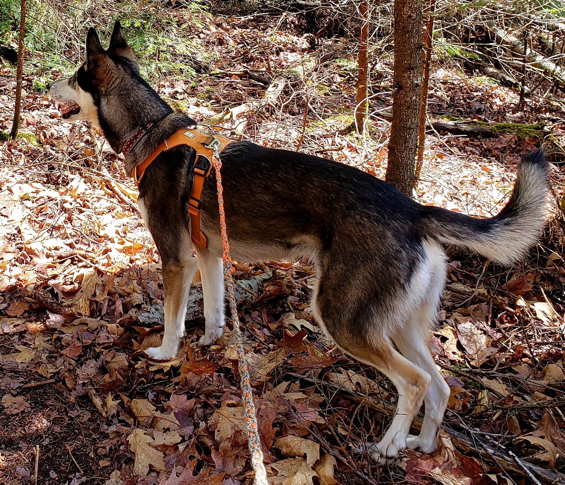 Pets - Grand Portage National Monument (U.S. National Park Service)
